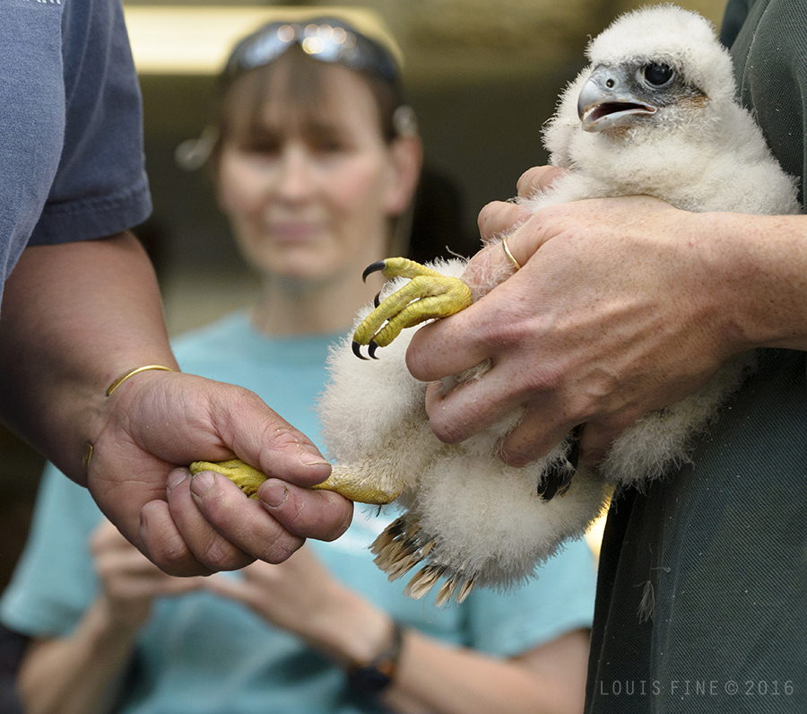 The Second Banding – Louis Fine Studios